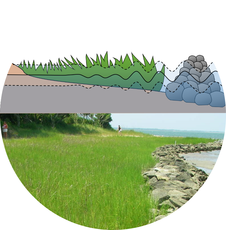 Living Shoreline Explorer | Coastal Resilience